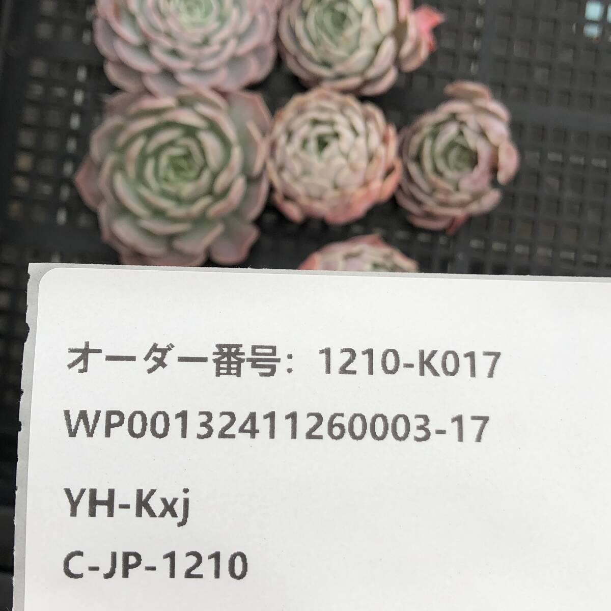 Yahoo!オークション - エケベリア9個 1210-K017 ヘブンギフト 多肉植物...