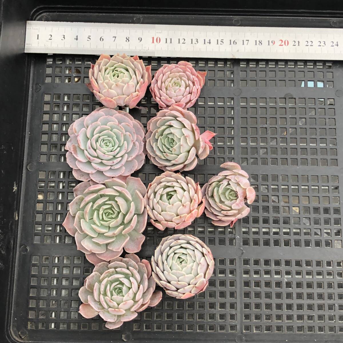 Yahoo!オークション - エケベリア9個 1210-K017 ヘブンギフト 多肉植物...