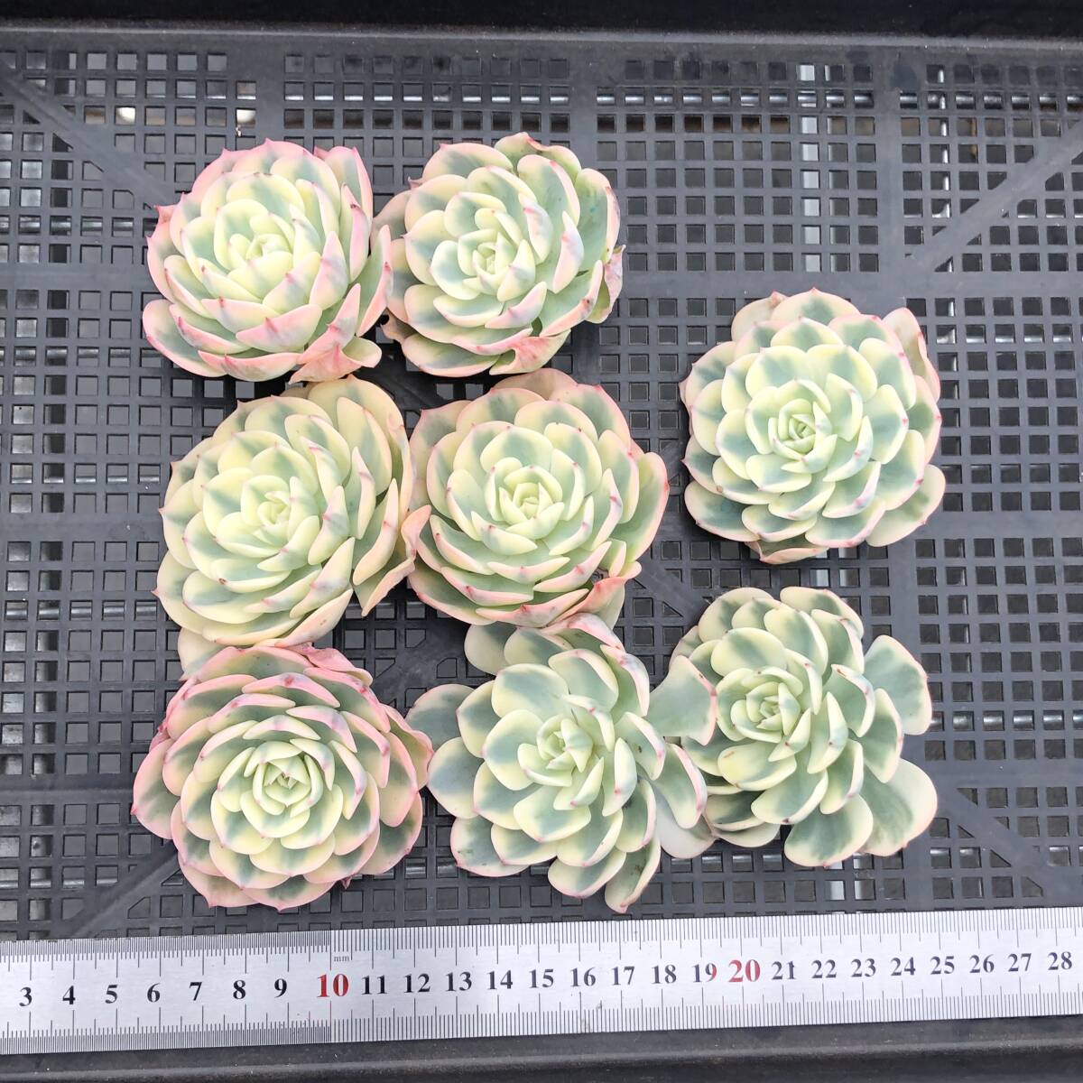 Yahoo!オークション - エケベリア8個 1210-K031 ルノーディーン 多肉植...