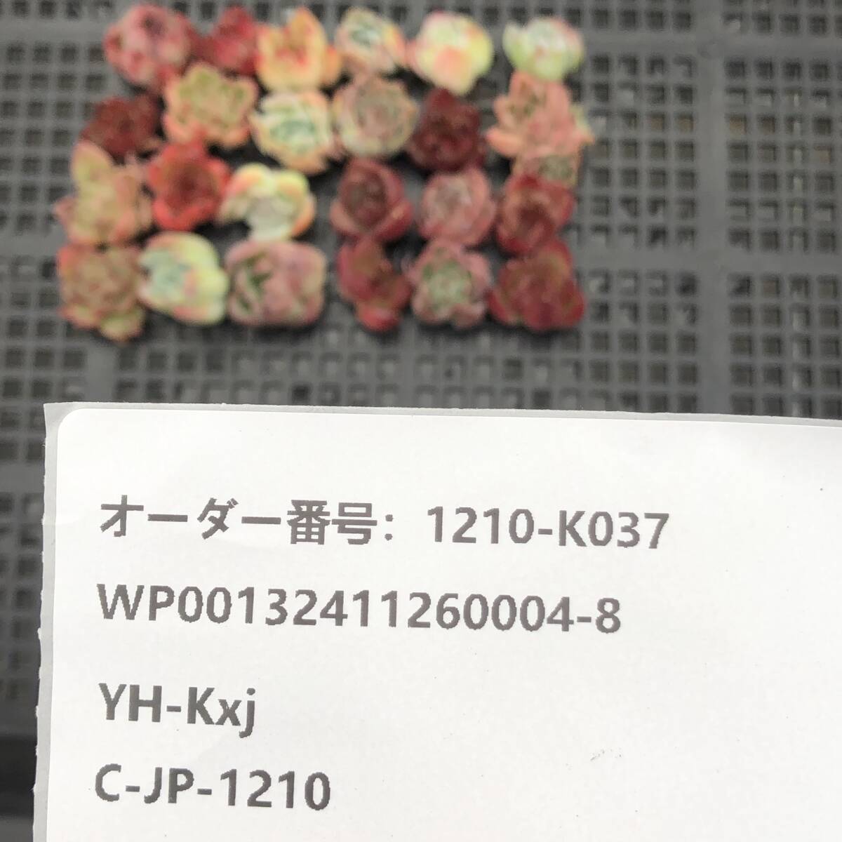 Yahoo!オークション - エケベリア24個 1210-K037 ミックス 多肉植物 カ...