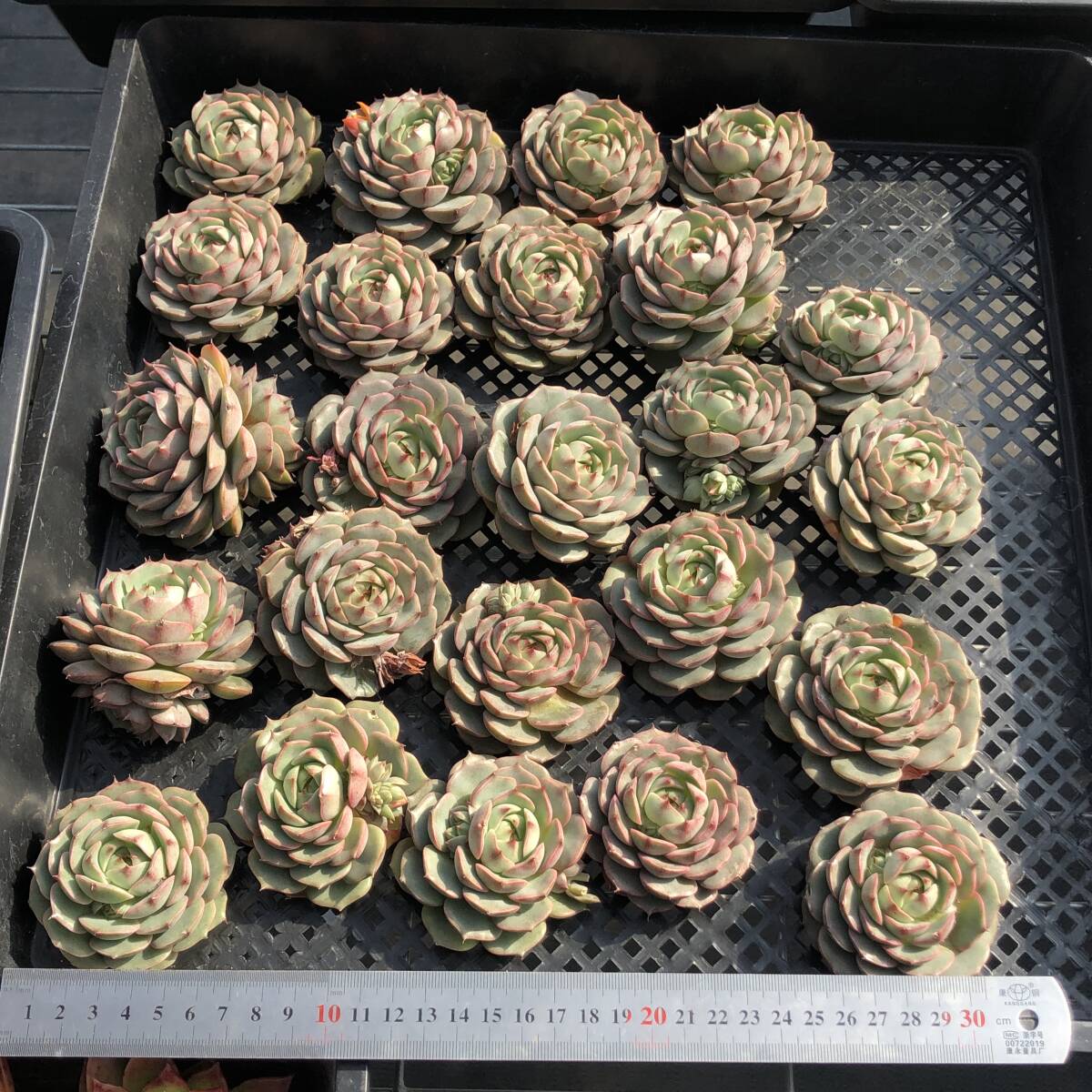 Yahoo!オークション - エケベリア24個 1217-D116 ベンバディス 多肉植...