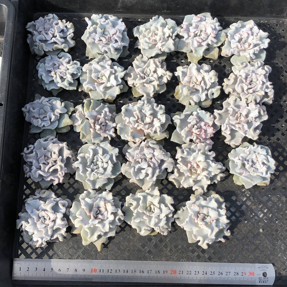 Yahoo!オークション - エケベリア24個 1217-D163 クリスペートビューテ...