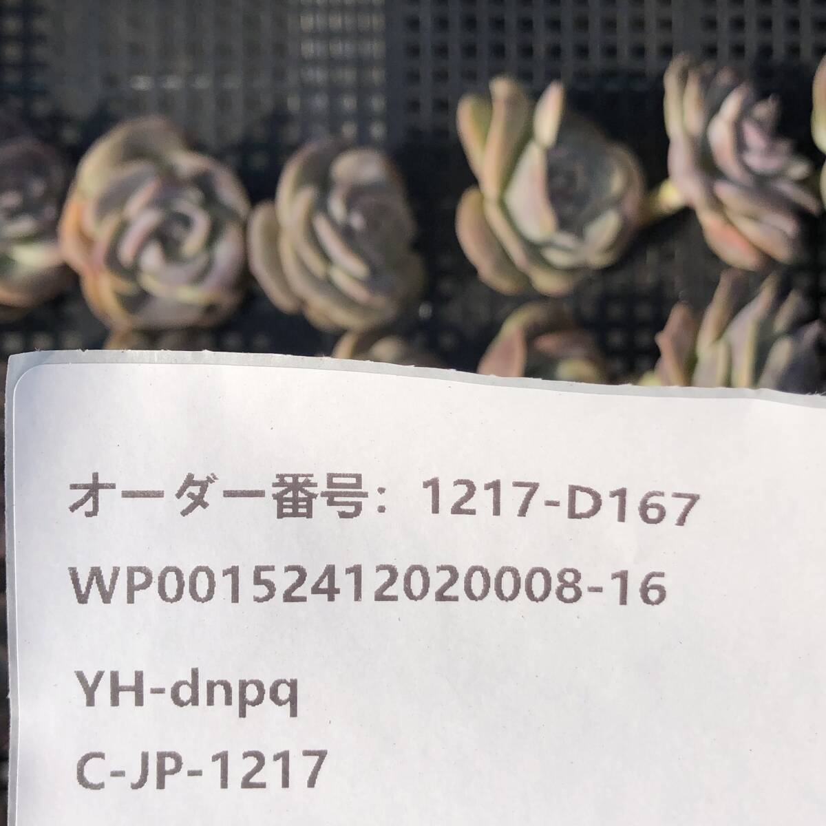 Yahoo!オークション - エケベリア24個 1217-D167 ラブリーローズ 多肉...