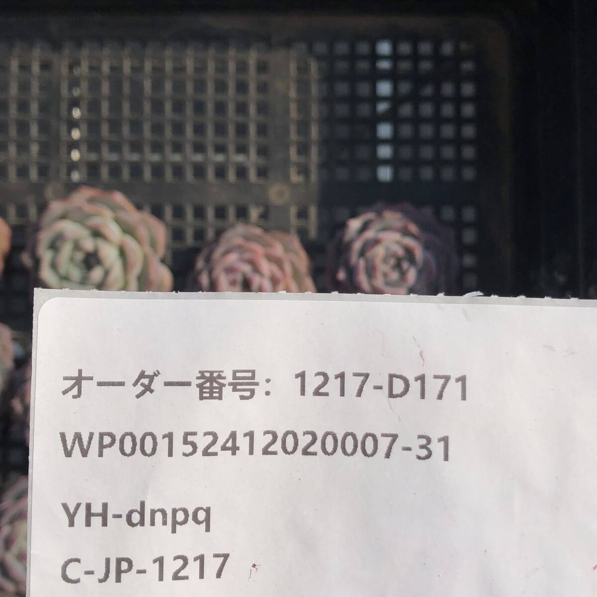 Yahoo!オークション - エケベリア24個 1217-D171 ピュアラブ 多肉植物 ...