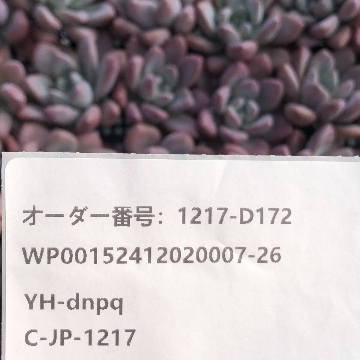 Yahoo!オークション - エケベリア24個 1217-D172 オパリナ 多肉植物 カ...