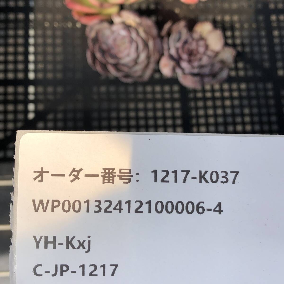 Yahoo!オークション - エケベリア4個 1217-K037 ミックス 多肉植物 カ...