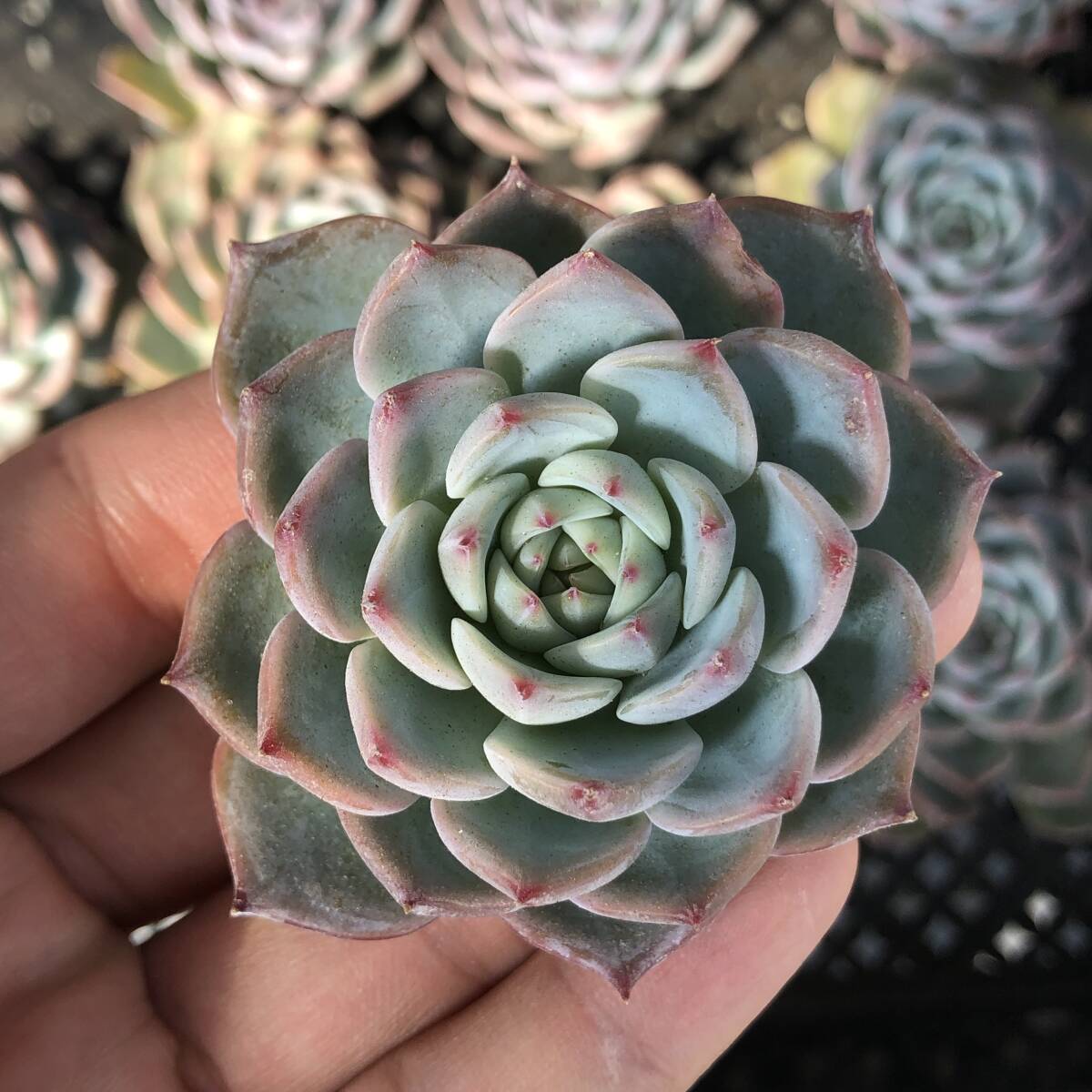 Yahoo!オークション - エケベリア24個 1217-K040 パイレーツ/海賊 多肉...