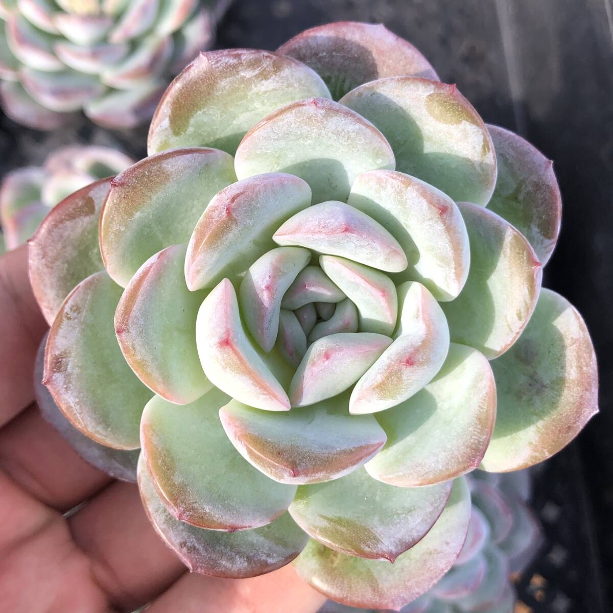 Yahoo!オークション - エケベリア24個 1224-D107 スノー ポメロー 多肉...