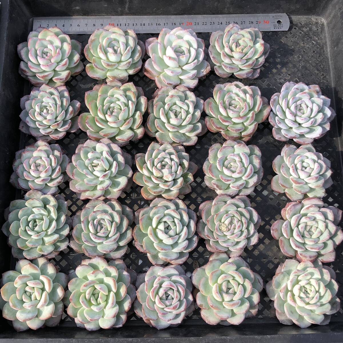 Yahoo!オークション - エケベリア24個 1224-D107 スノー ポメロー 多肉...