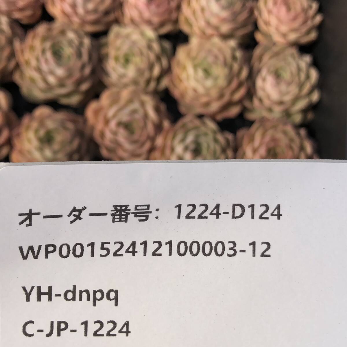 Yahoo!オークション - エケベリア24個 1224-D124 オウンスロー 多肉植...