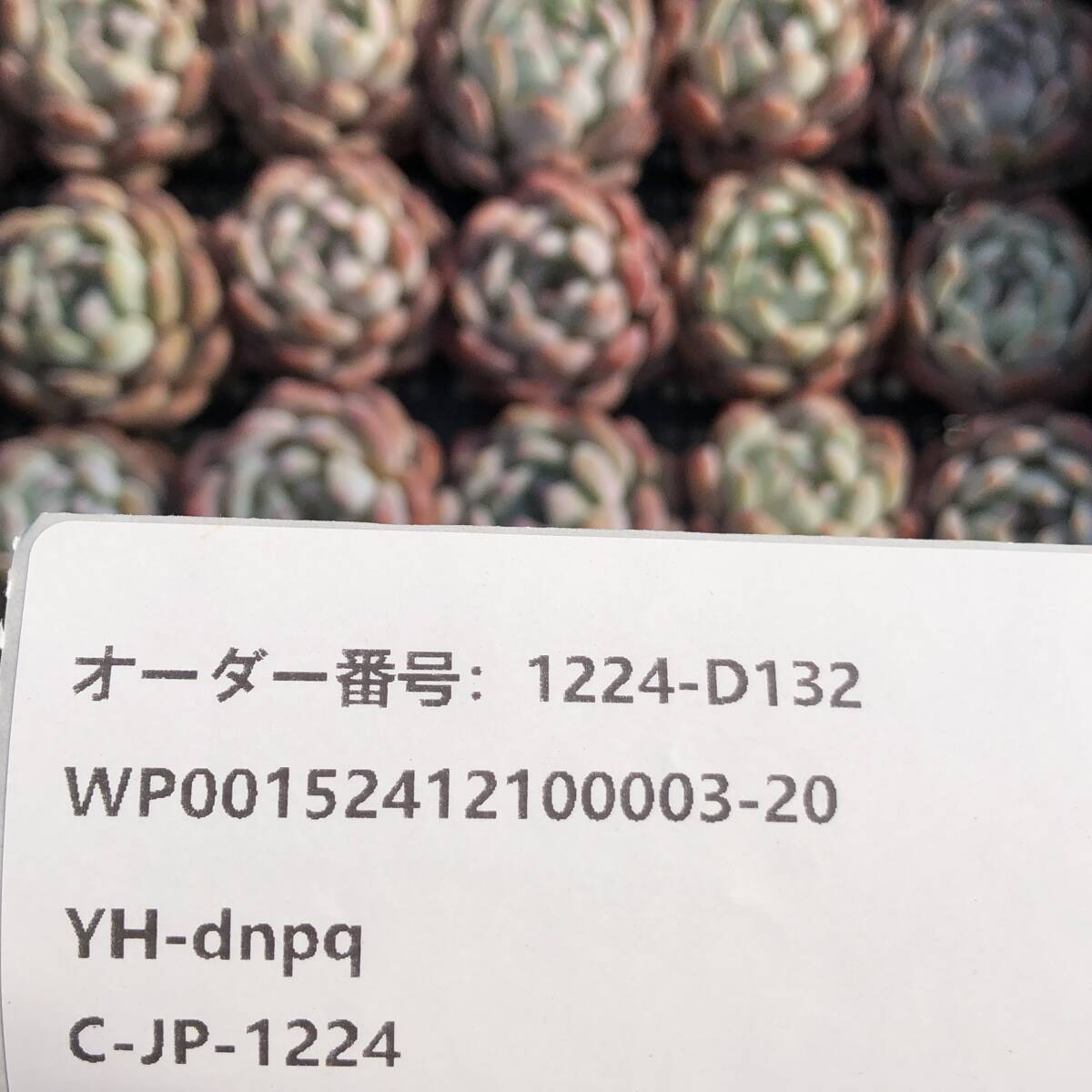 Yahoo!オークション - エケベリア24個 1224-D132 オレンジモンロー 多...