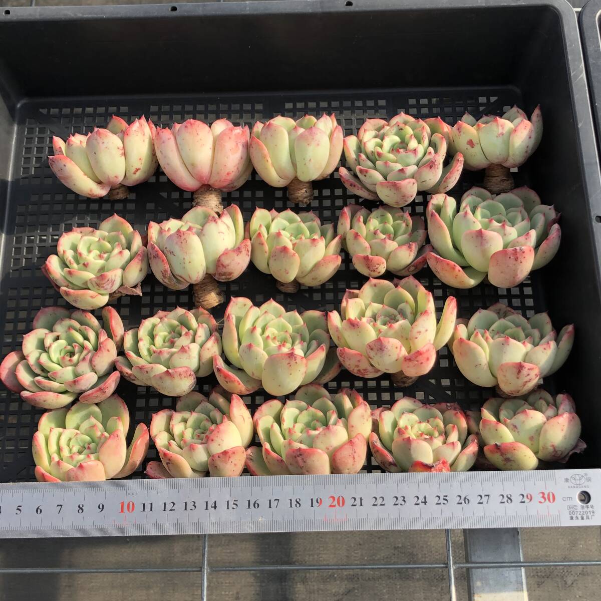 Yahoo!オークション - エケベリア20個 1224-D133 シャルモン 多肉植物 ...