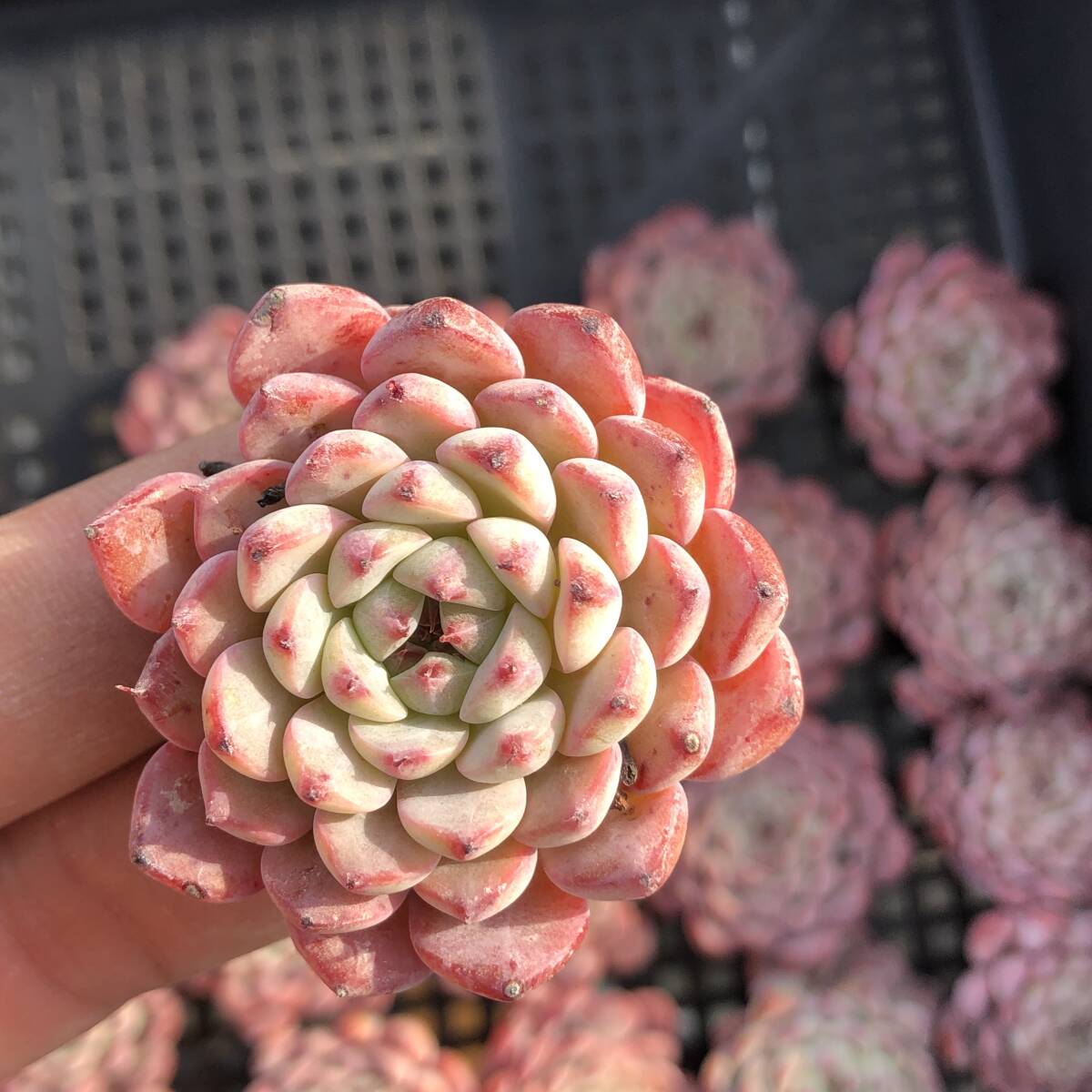 Yahoo!オークション - エケベリア24個 1224-D156 ブルーミニマ 多肉植...