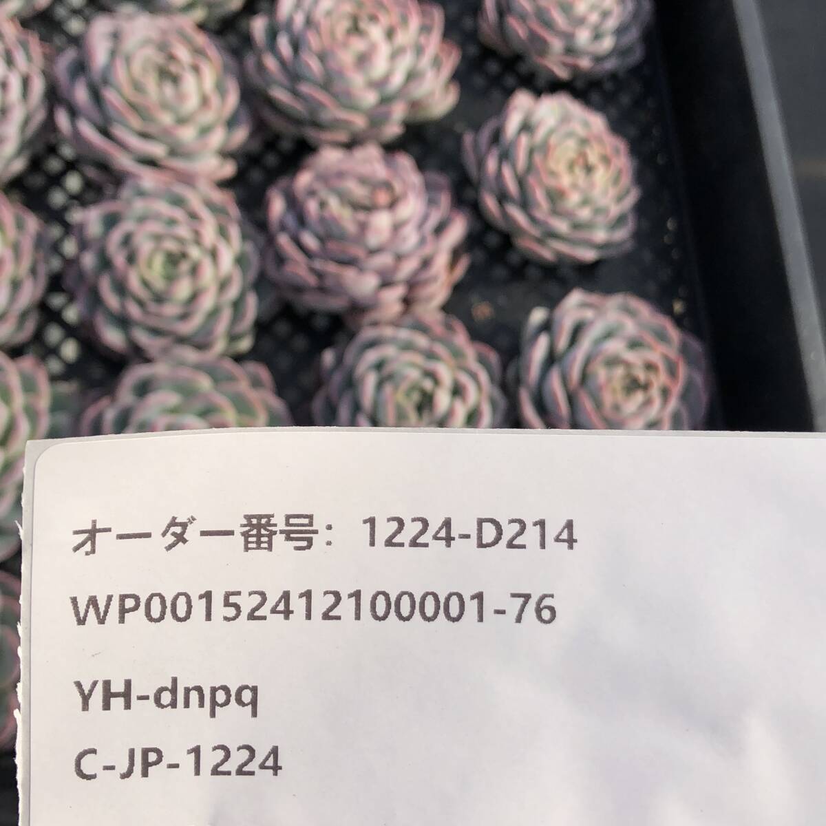 Yahoo!オークション - エケベリア24個 1224-D214 エルサ クイーン 多肉...