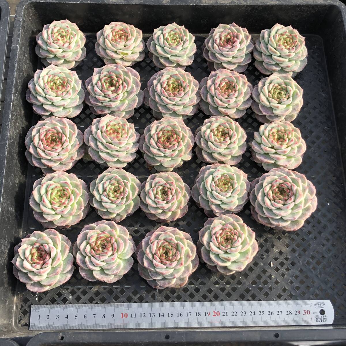 Yahoo!オークション - エケベリア24個 1224-D219 ブルー ベルベット 多...