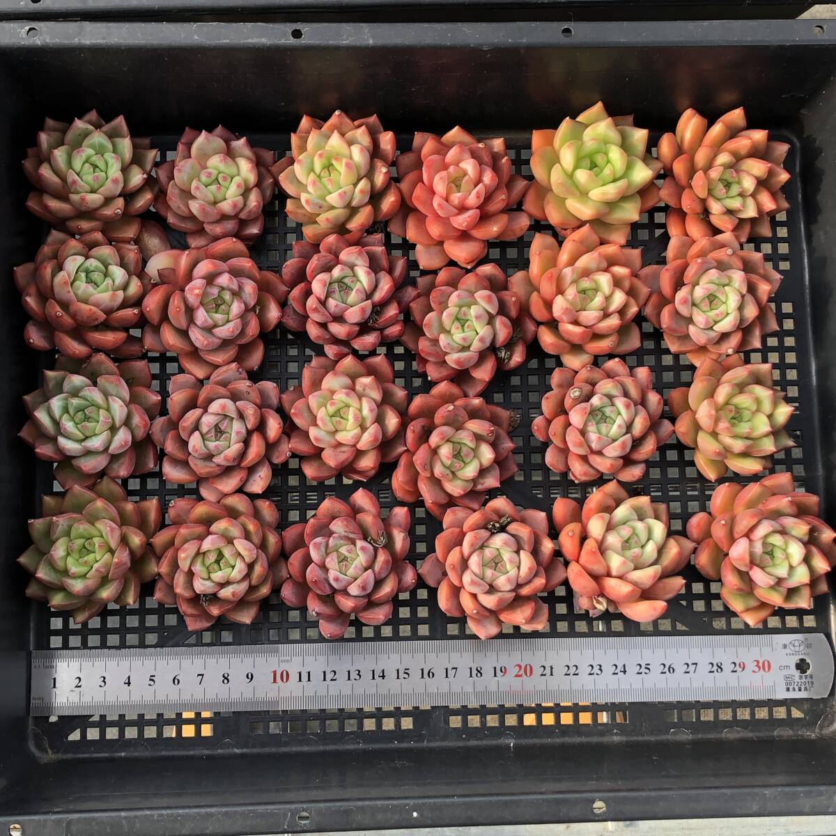 Yahoo!オークション - エケベリア24個 1224-D257 コーブル 多肉植物 カ...