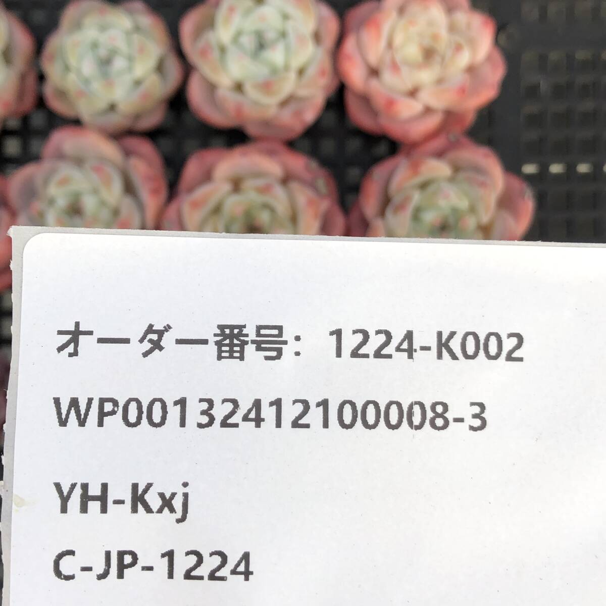 Yahoo!オークション - エケベリア14個 1224-K002 トフィ 多肉植物 カッ...