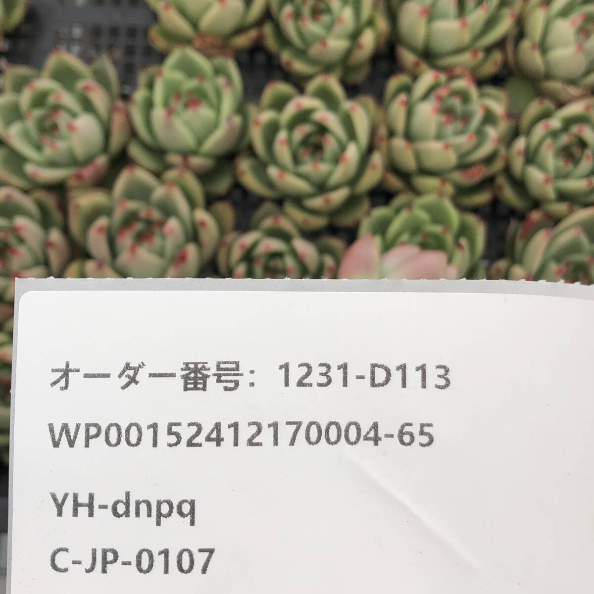 Yahoo!オークション - エケベリア24個 1231-D113 ブルードラゴン x コ...