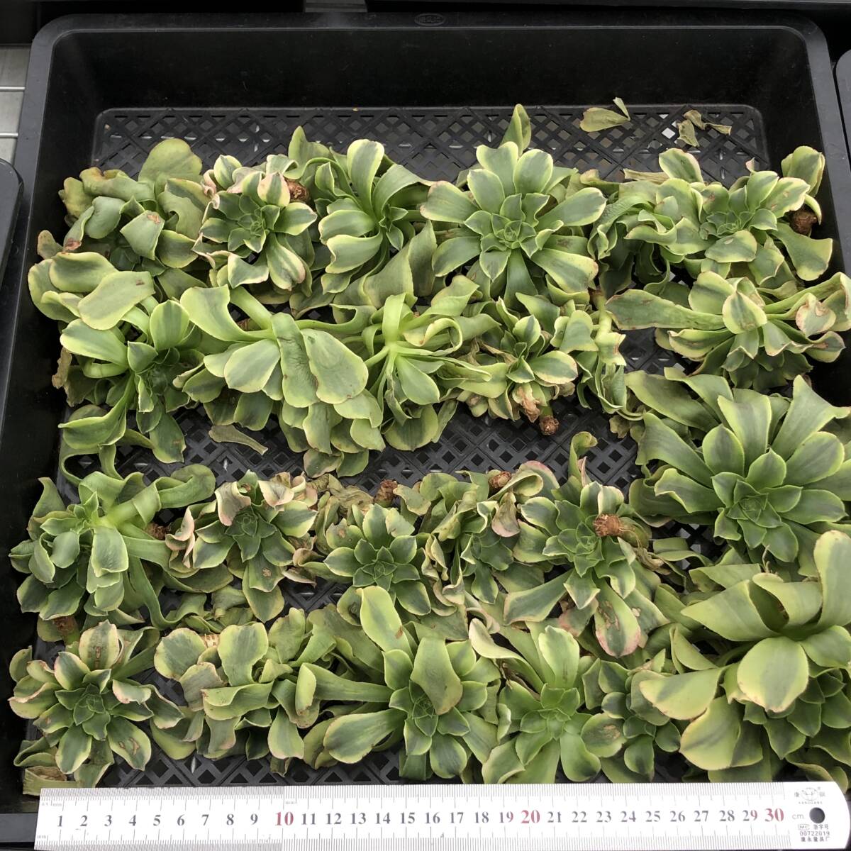 Yahoo!オークション - アエオニウム24個 1231-D142 グリーンビーンペー...