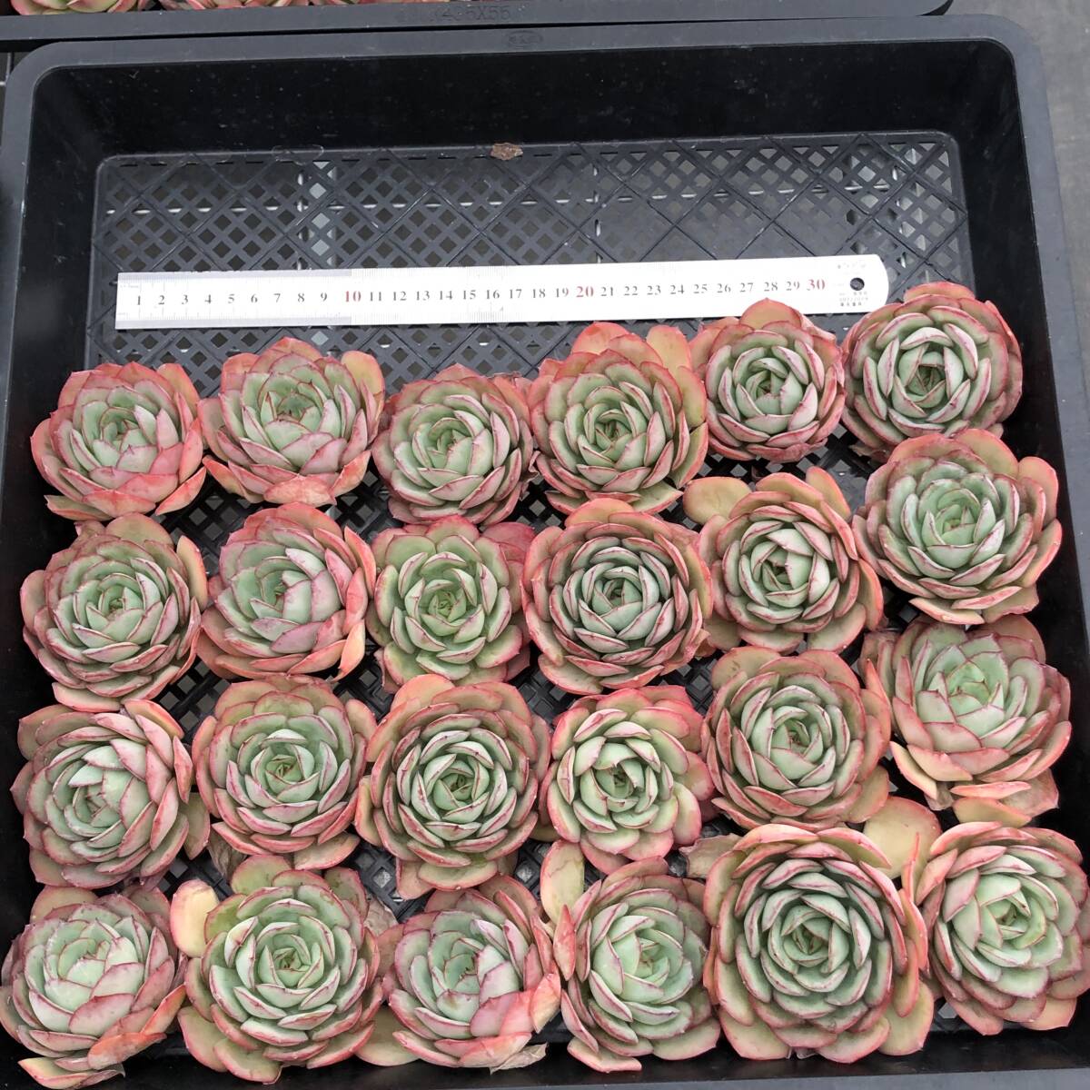 Yahoo!オークション - エケベリア24個 1231-D151 モダンジェオン 多肉...