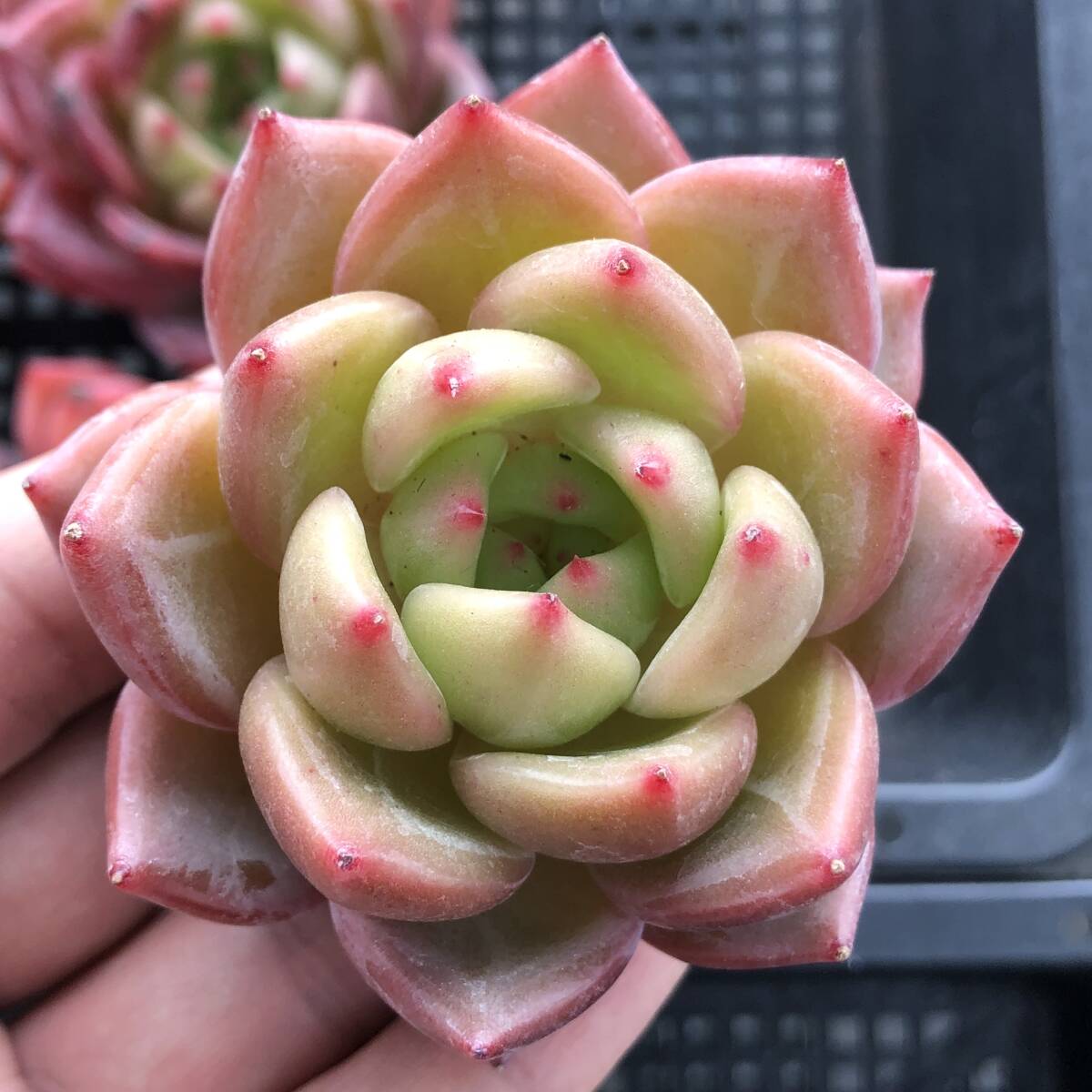 Yahoo!オークション - エケベリア16個 1231-K022 チャーロッテ 多肉植...