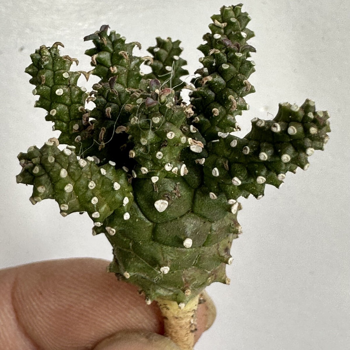 Yahoo!オークション - 2066.. 多肉植物 珍奇塊根植物 ユーフォルビア ...