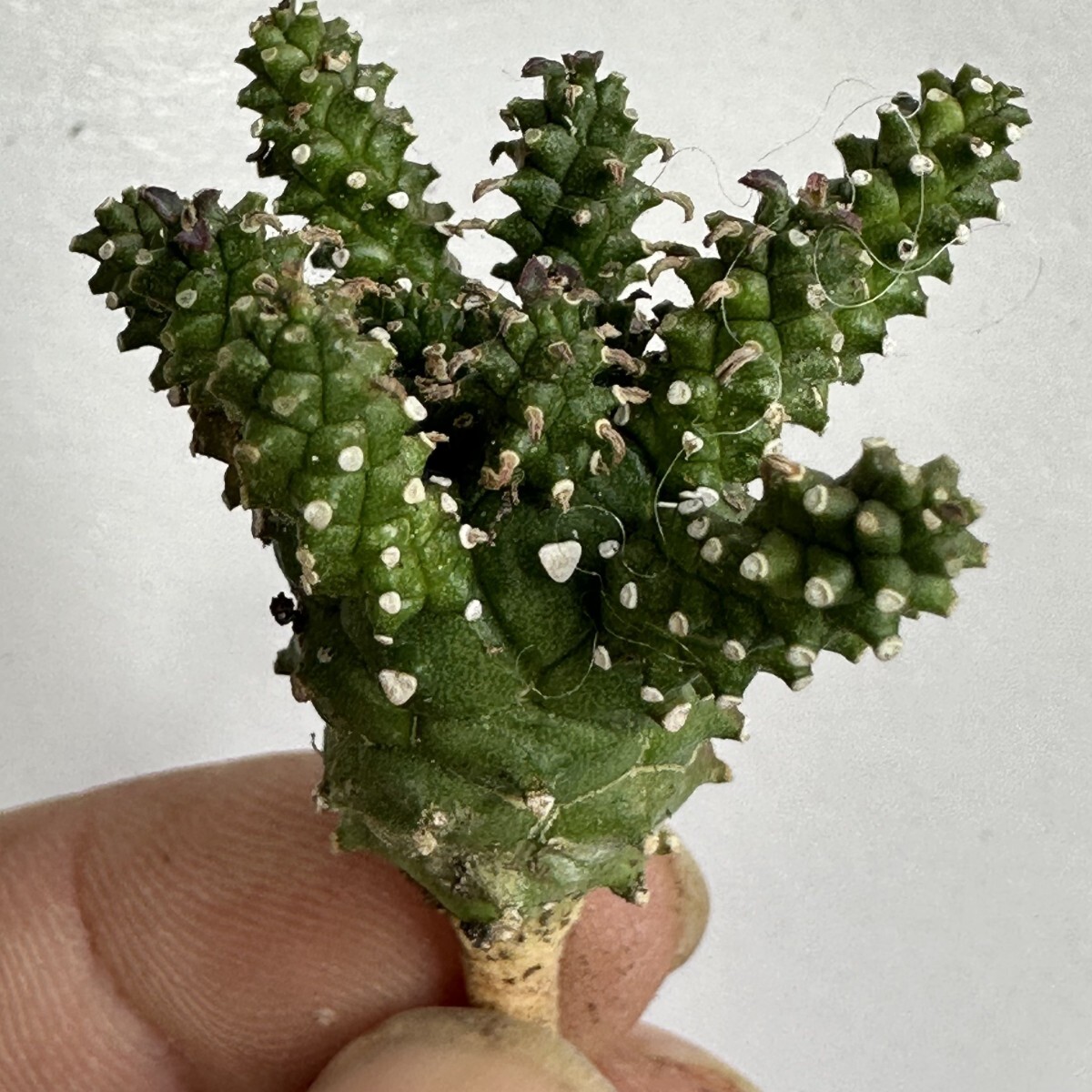 Yahoo!オークション - 2066.. 多肉植物 珍奇塊根植物 ユーフォルビア ...