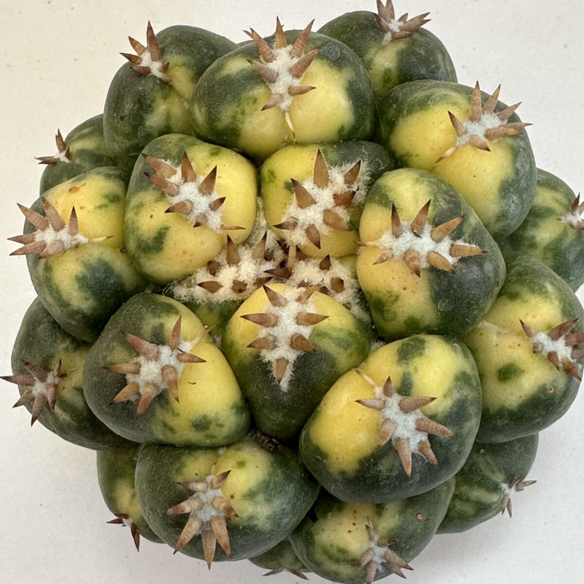 Yahoo!オークション - 2092.サボテン 多肉植物 Coryphantha elephantid...