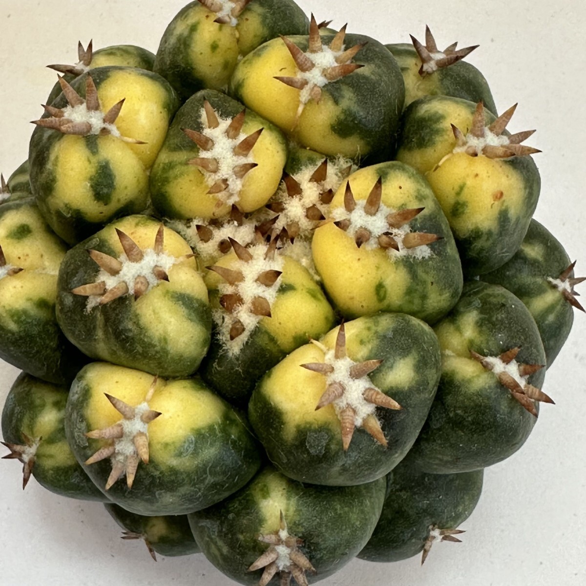 Yahoo!オークション - 2092.サボテン 多肉植物 Coryphantha elephantid...