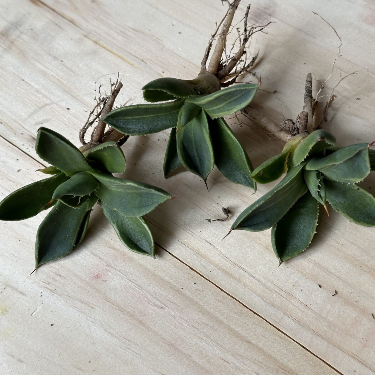 2187 多肉植物 アガベ パリー トランカータ ライムストリーク 3株同梱(アガベ)｜売買されたオークション情報、yahooの商品情報をアーカイブ公開 - オークファン（aucfan.com）