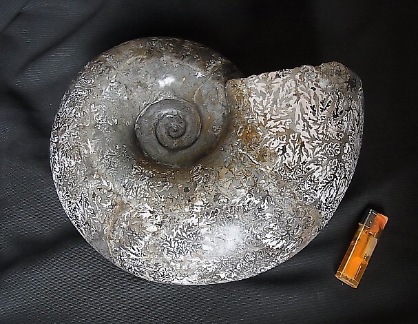 Yahoo!オークション - 【Q2603】 北海道 中川 29.5㎝ アンモナイト 11....