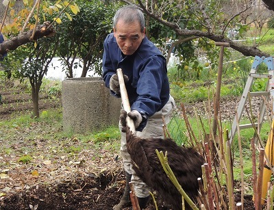 Yahoo!オークション - ブルーベリージャム 400g(200gX2本) 神奈川県...