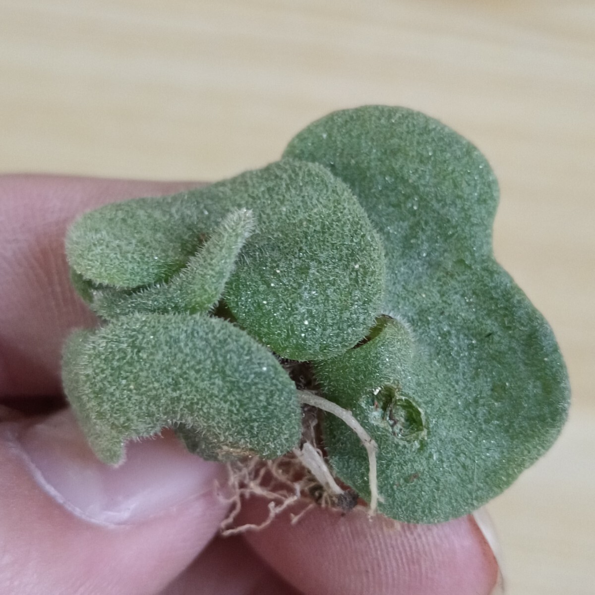 Yahoo!オークション - F571 チレコドン シングラリス Tylecodon singul...