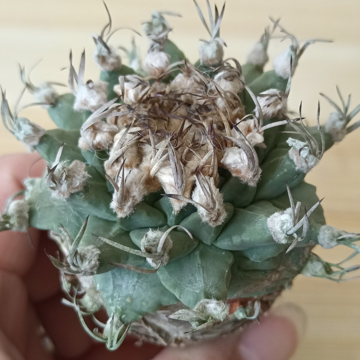 Yahoo!オークション - F581 サボテン ツルビニカルプス 大疣 アロンソ...