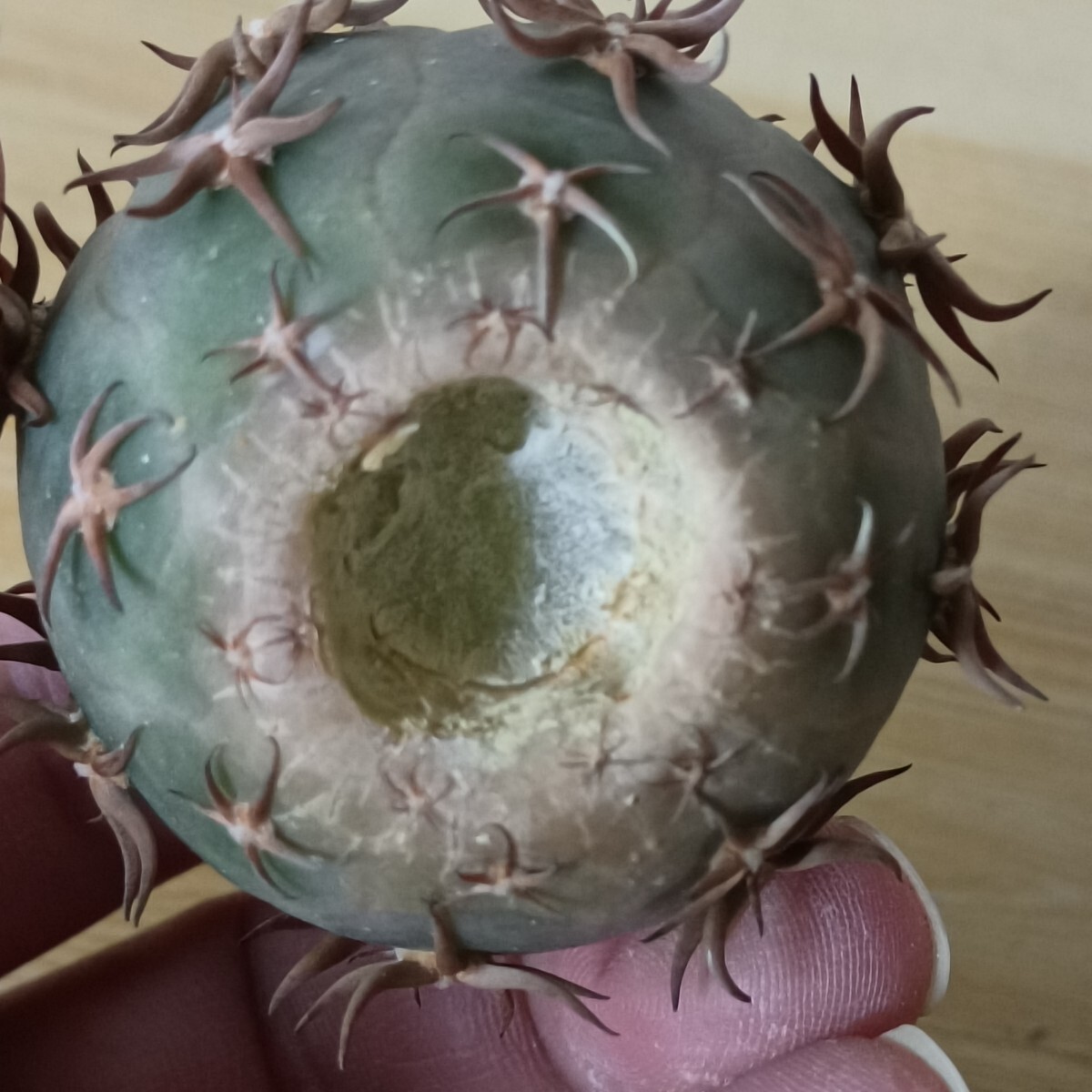 Yahoo!オークション - F604 サボテン 多肉植物 短刺天平丸 ギムノカリ...