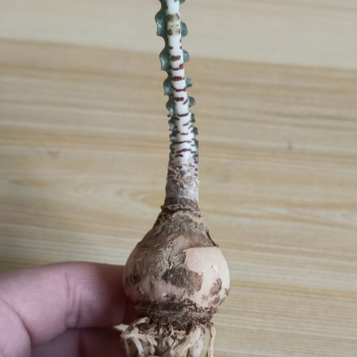 Yahoo!オークション - F423 塊根 珍奇植物 Haemanthus crispus s of La...