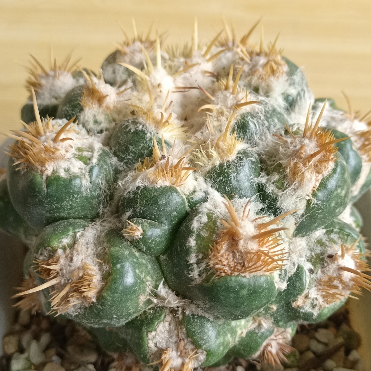 Yahoo!オークション - F499 サボテン コリファンタ 象牙丸 刺綴 Coryph...