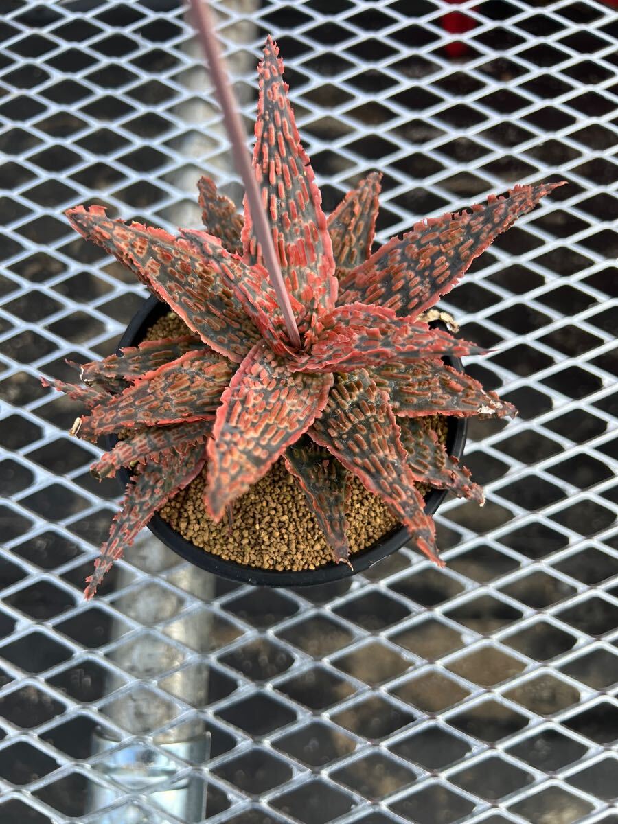 Yahoo!オークション - アロエhyb ②