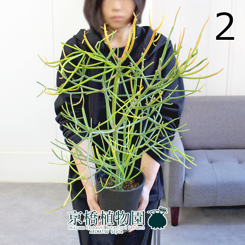 Yahoo!オークション - 【現品】ミルクブッシュ（青珊瑚） 5号（2）Euph...