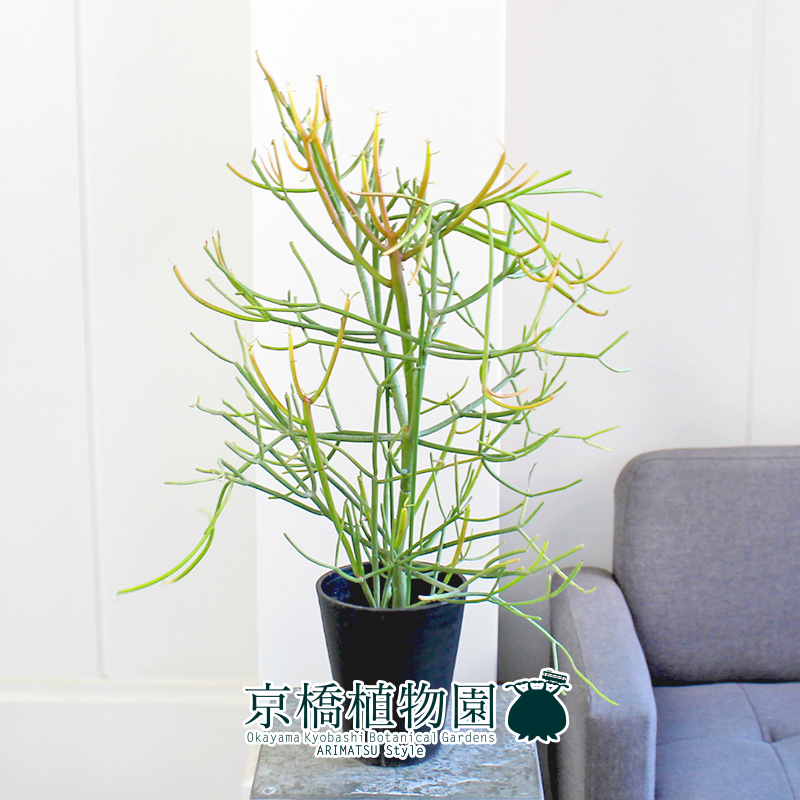 Yahoo!オークション - 【現品】ミルクブッシュ（青珊瑚） 5号（2）Euph...