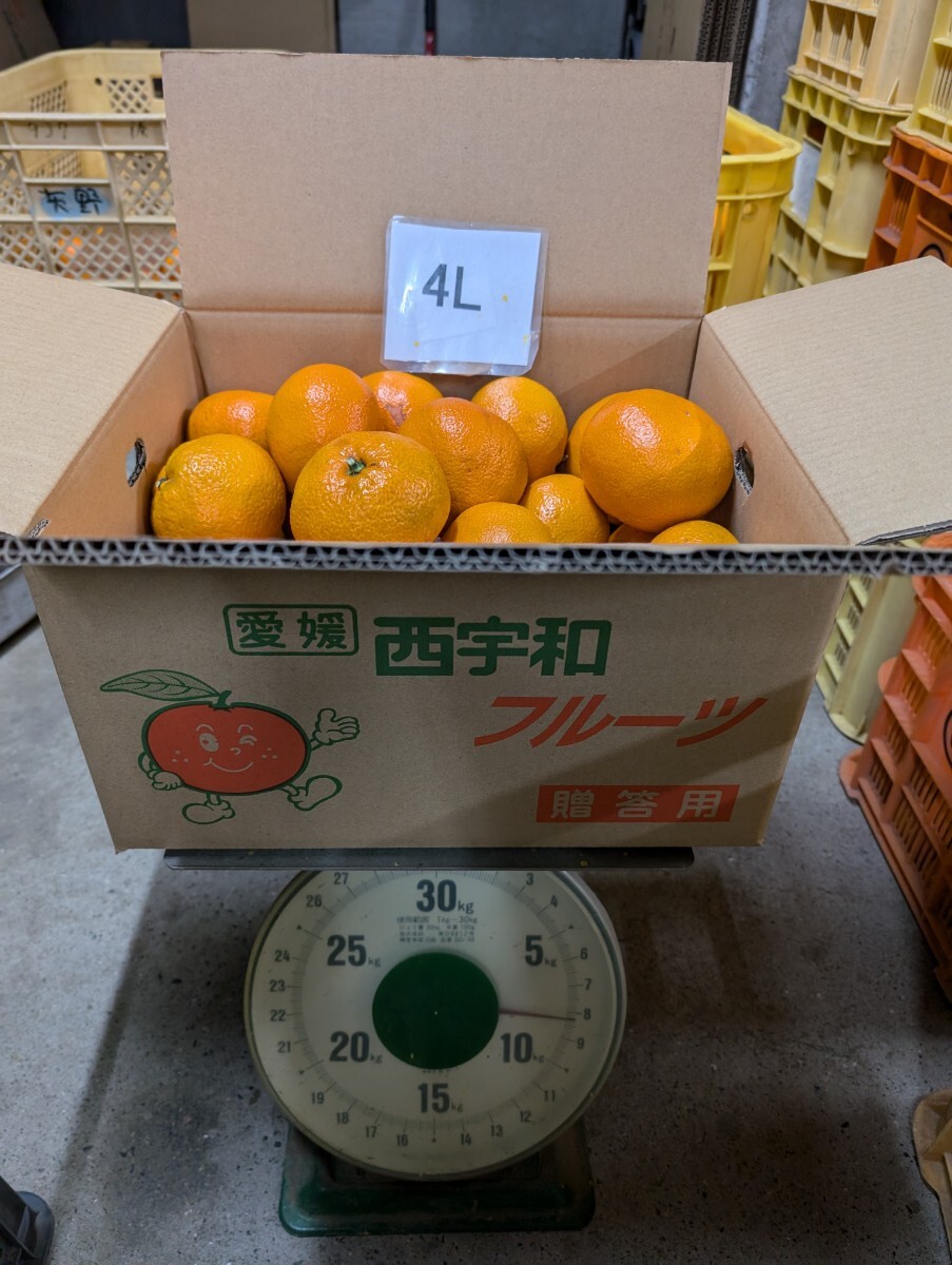 Yahoo!オークション - 愛媛西宇和産 南柑20号みかん 4L 8kg
