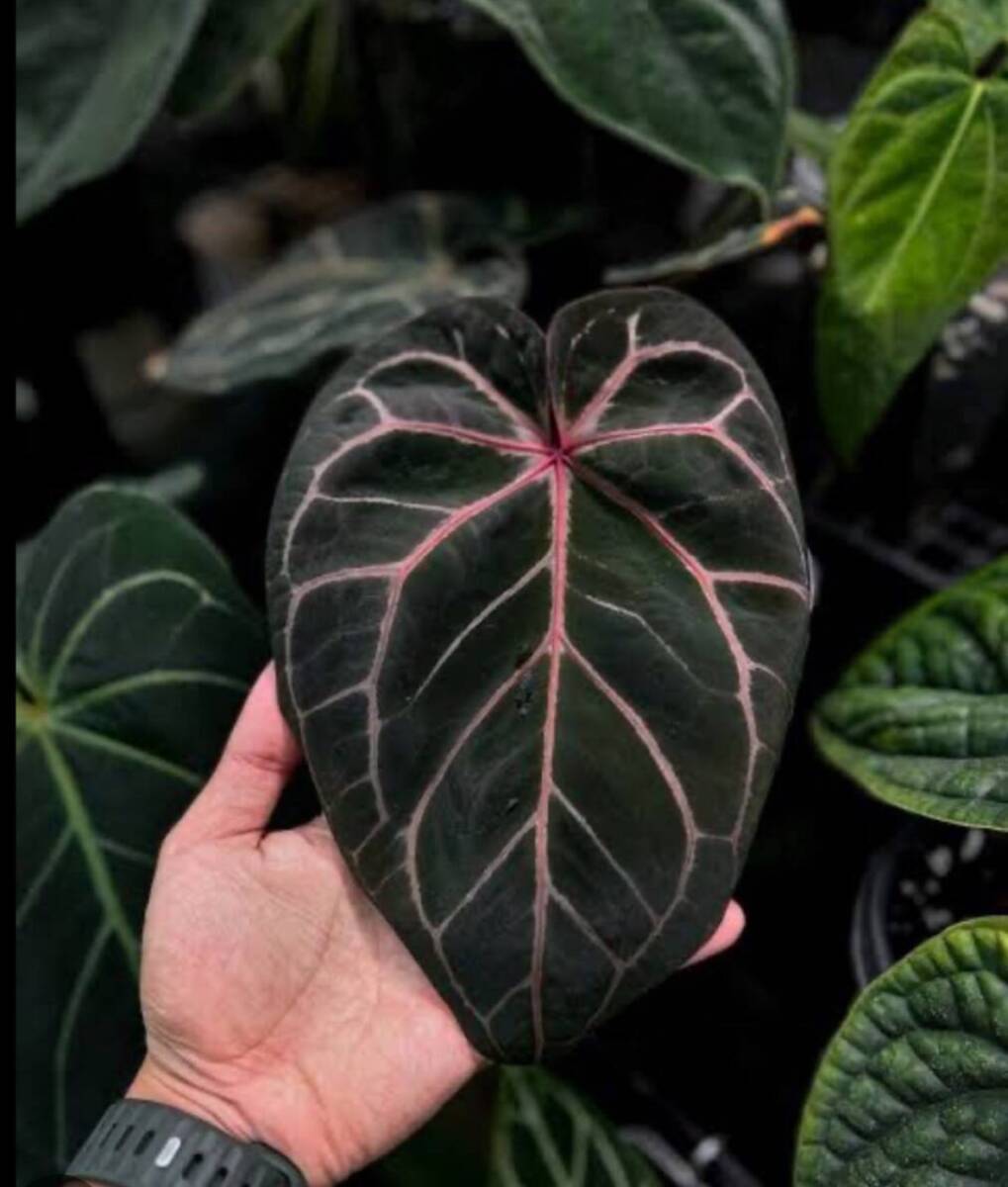 Yahoo!オークション - 極上 アンスリウム レッドクリスタリナム Anthur...