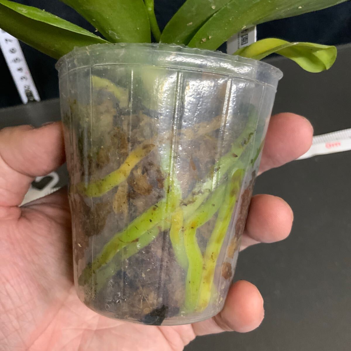 Yahoo!オークション - (^ ^)(498) Phal. Gelblieber 'Wilson'