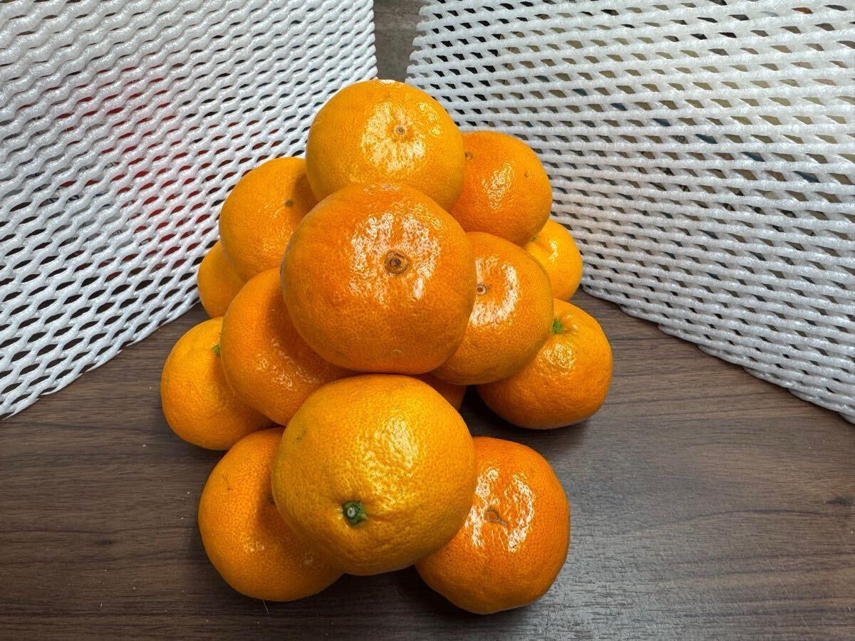 Yahoo!オークション - 和歌山県産 紀州訳あり温州みかん 3Sサイズ以下 ...