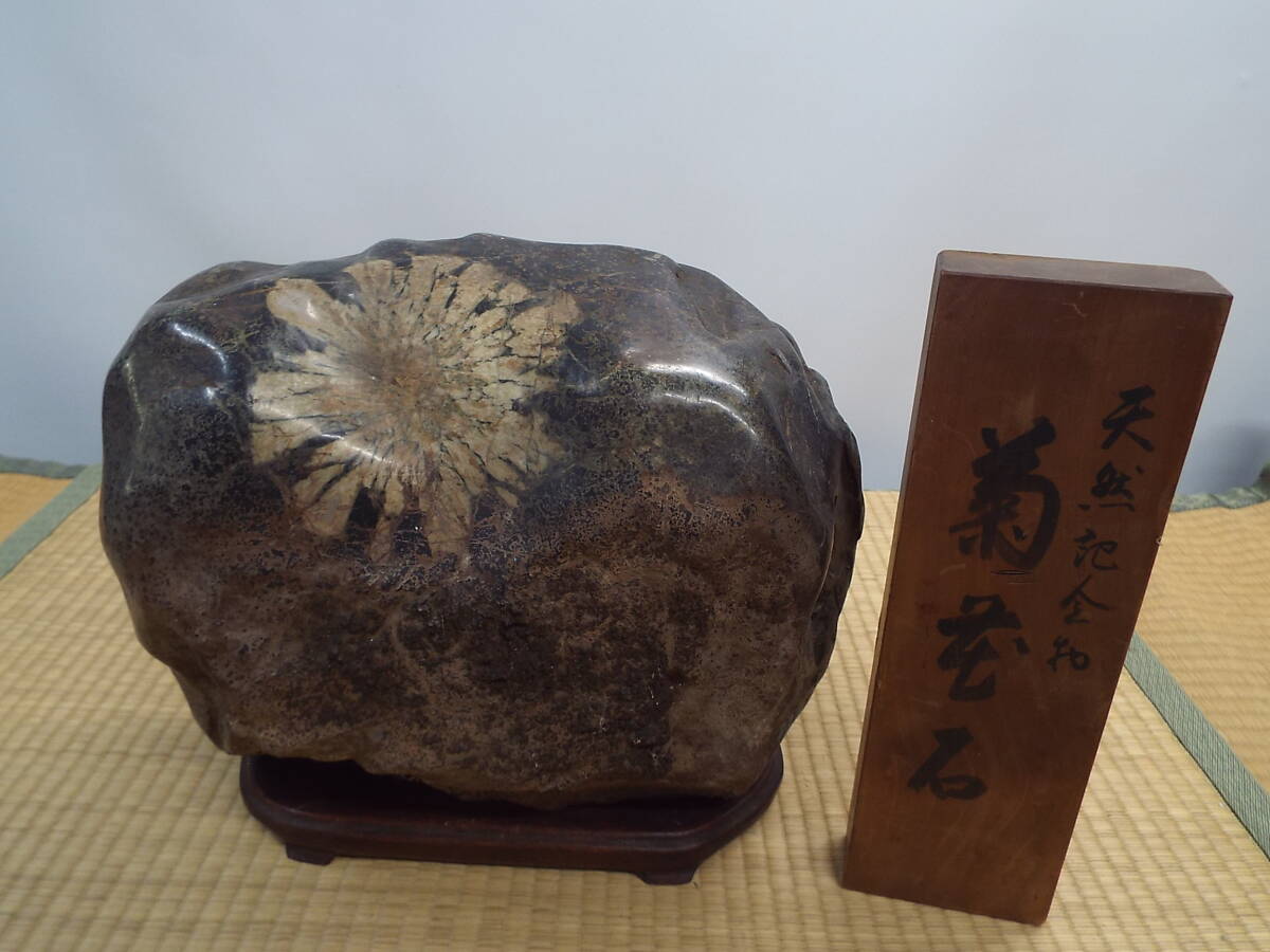 Yahoo!オークション - 菊花石 岐阜県根尾川産 銘「富炎」 約24kg 雅石...