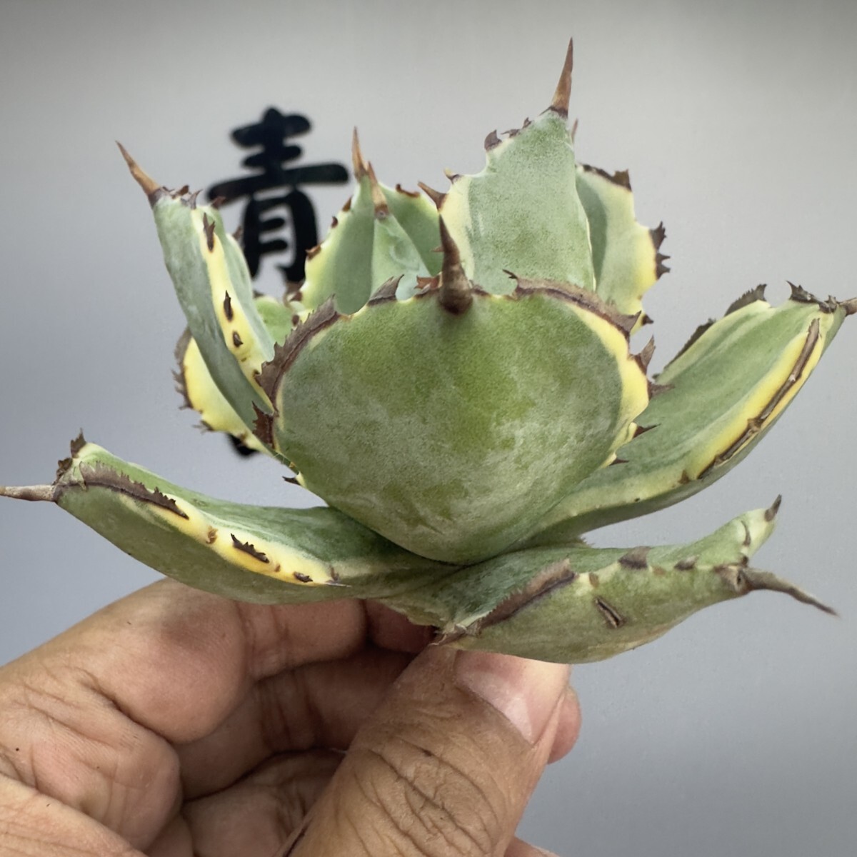 Yahoo!オークション - AA2【青田園芸】多肉植物 アガベ 王妃兜蟹錦 連...