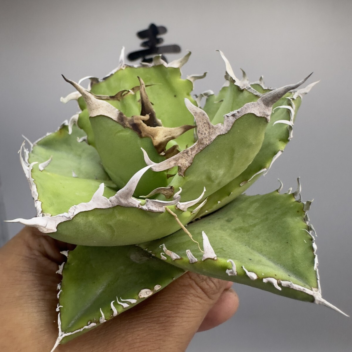 Yahoo!オークション - AA3【青田園芸】特選 アガベ 多肉植物 チタノタ ...