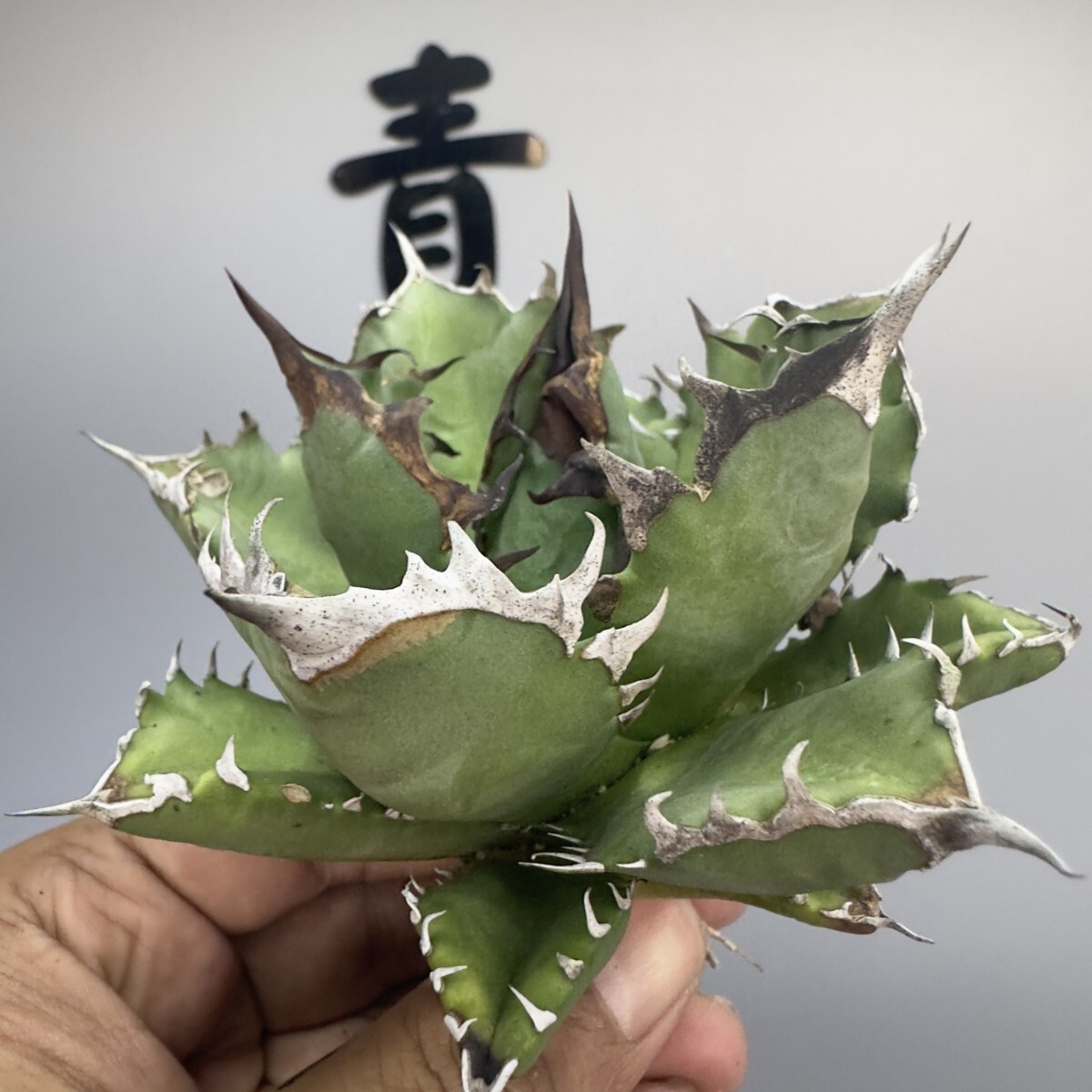 Yahoo!オークション - AA6【青田園芸】特選 アガベ 多肉植物 チタノタ ...