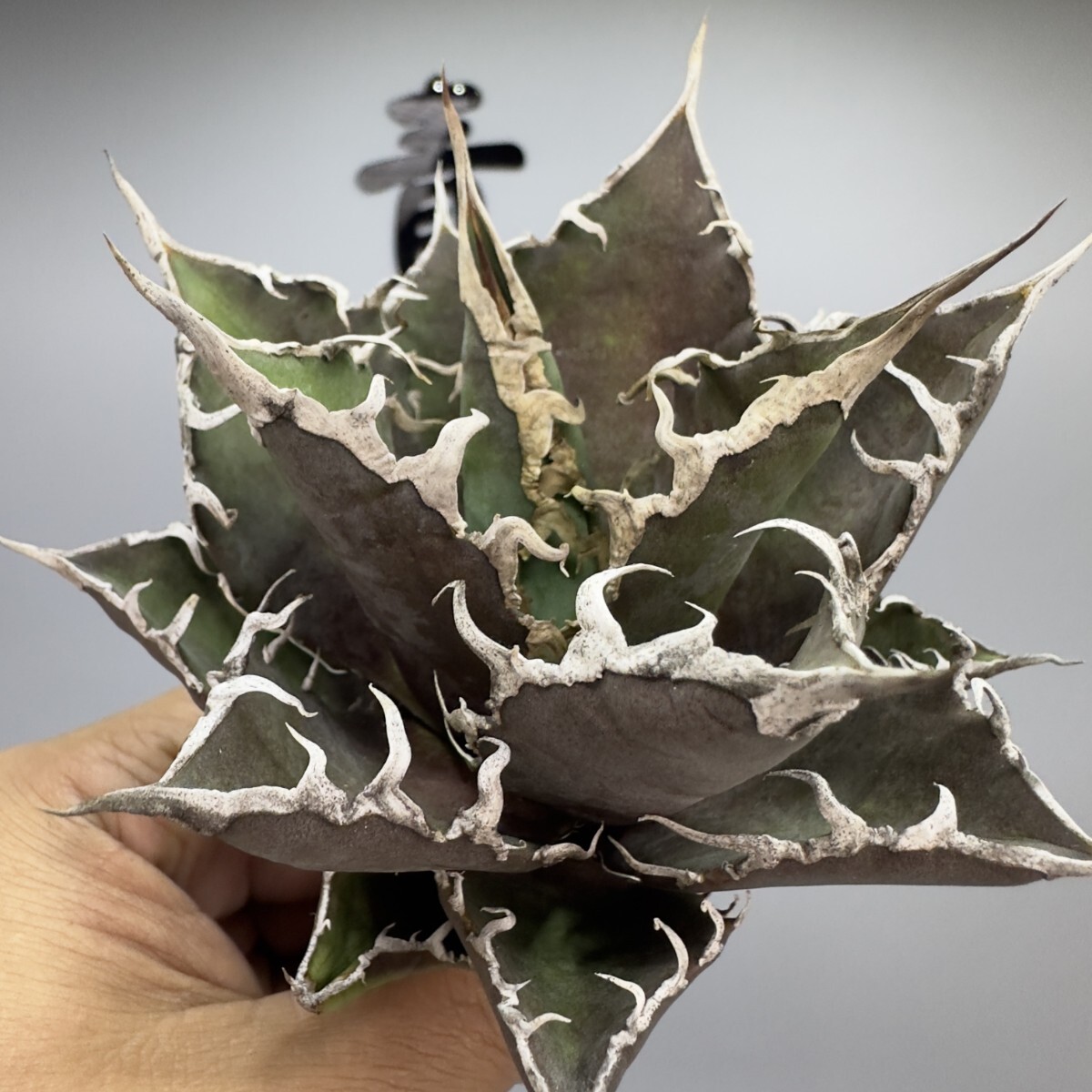 Yahoo!オークション - AB3【青田園芸】特選 アガベ 多肉植物 チタノタ ...