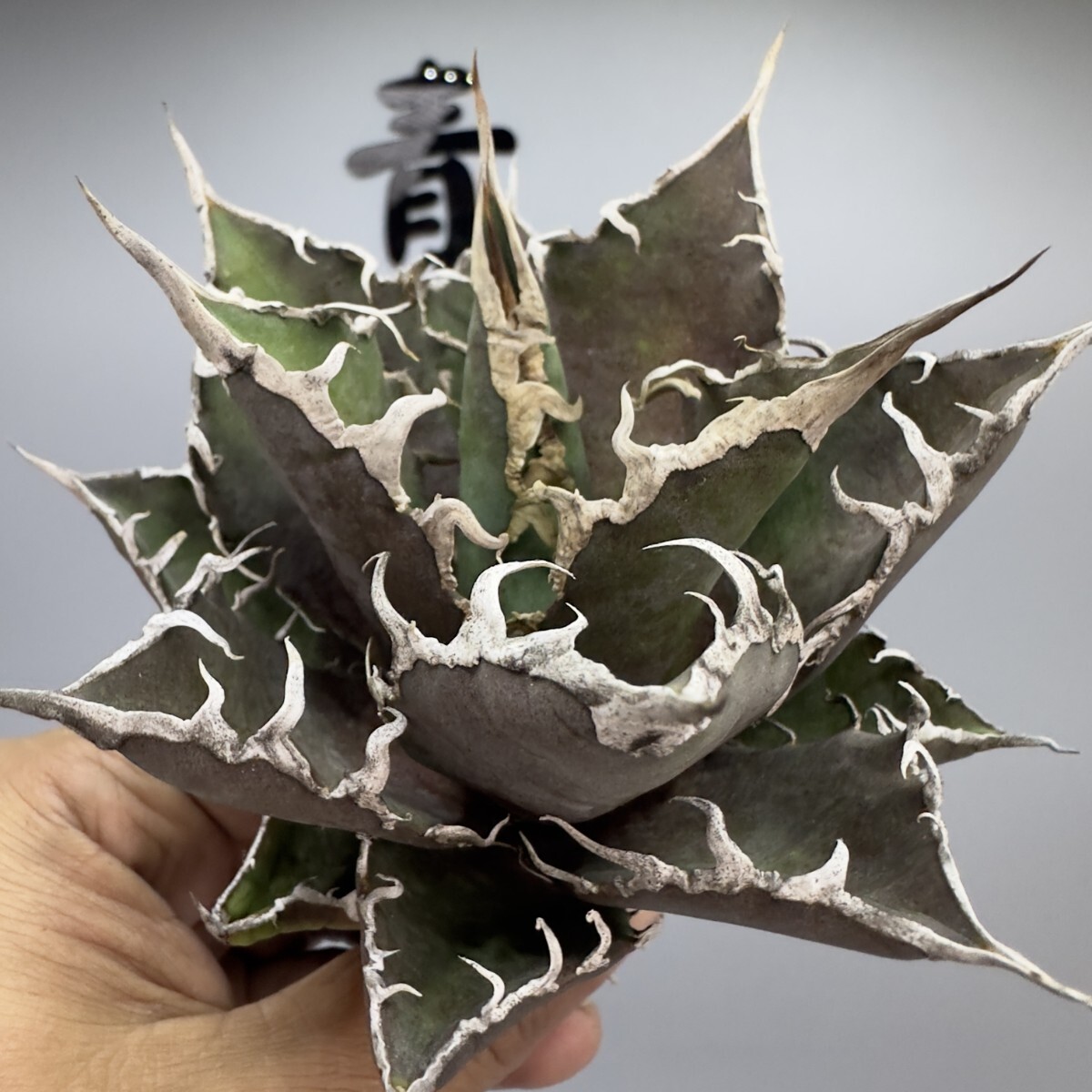 Yahoo!オークション - AB3【青田園芸】特選 アガベ 多肉植物 チタノタ ...